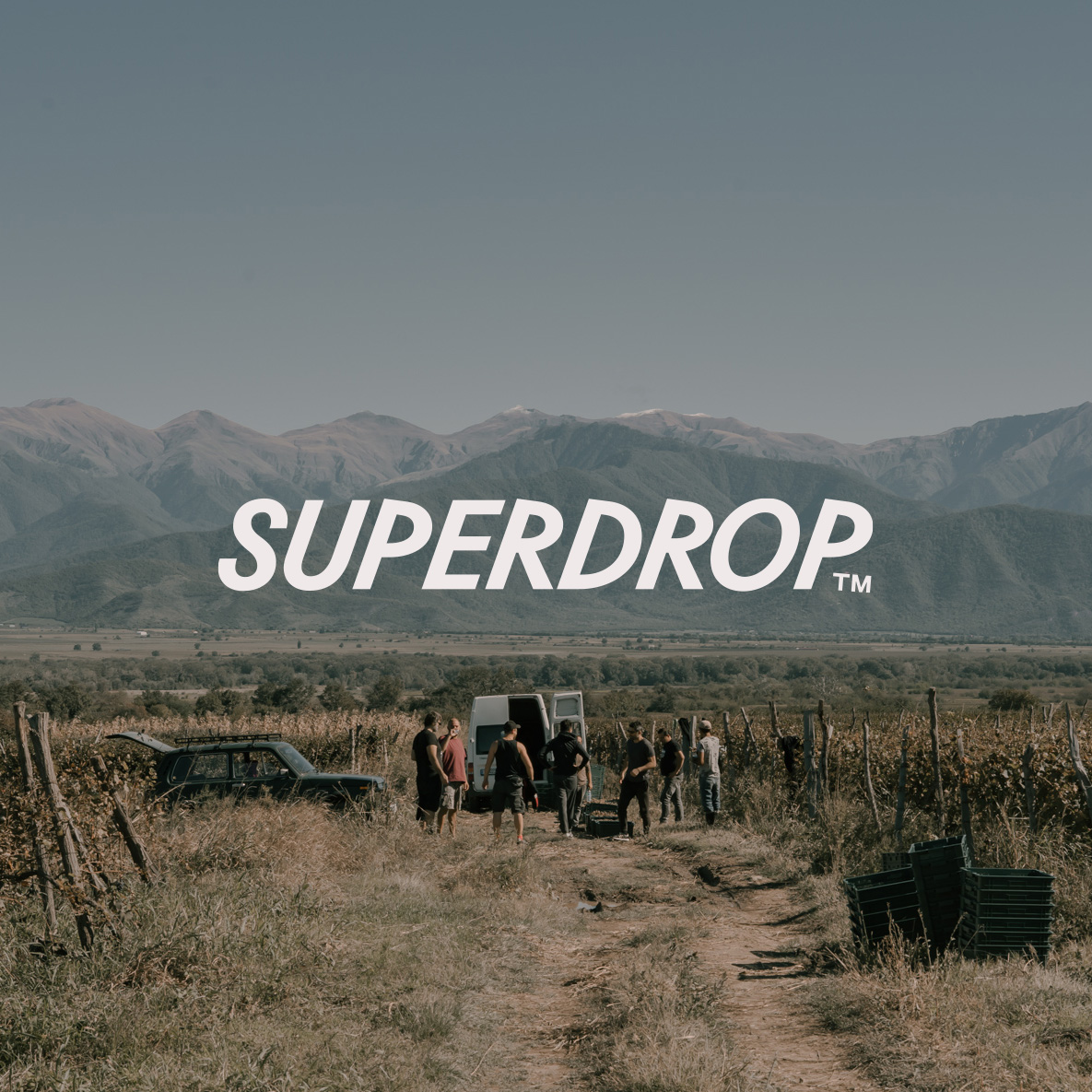 Superdrop Wine Importers — SLAP Case Study